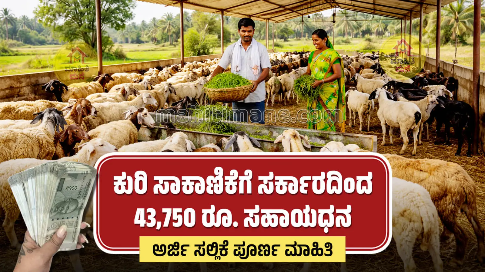 Amrutha Swabhimani Kurigahi Subsidy- ಕುರಿ-ಮೇಕೆ ಸಾಕಾಣಿಕೆಗೆ 43,750 ರೂ ...